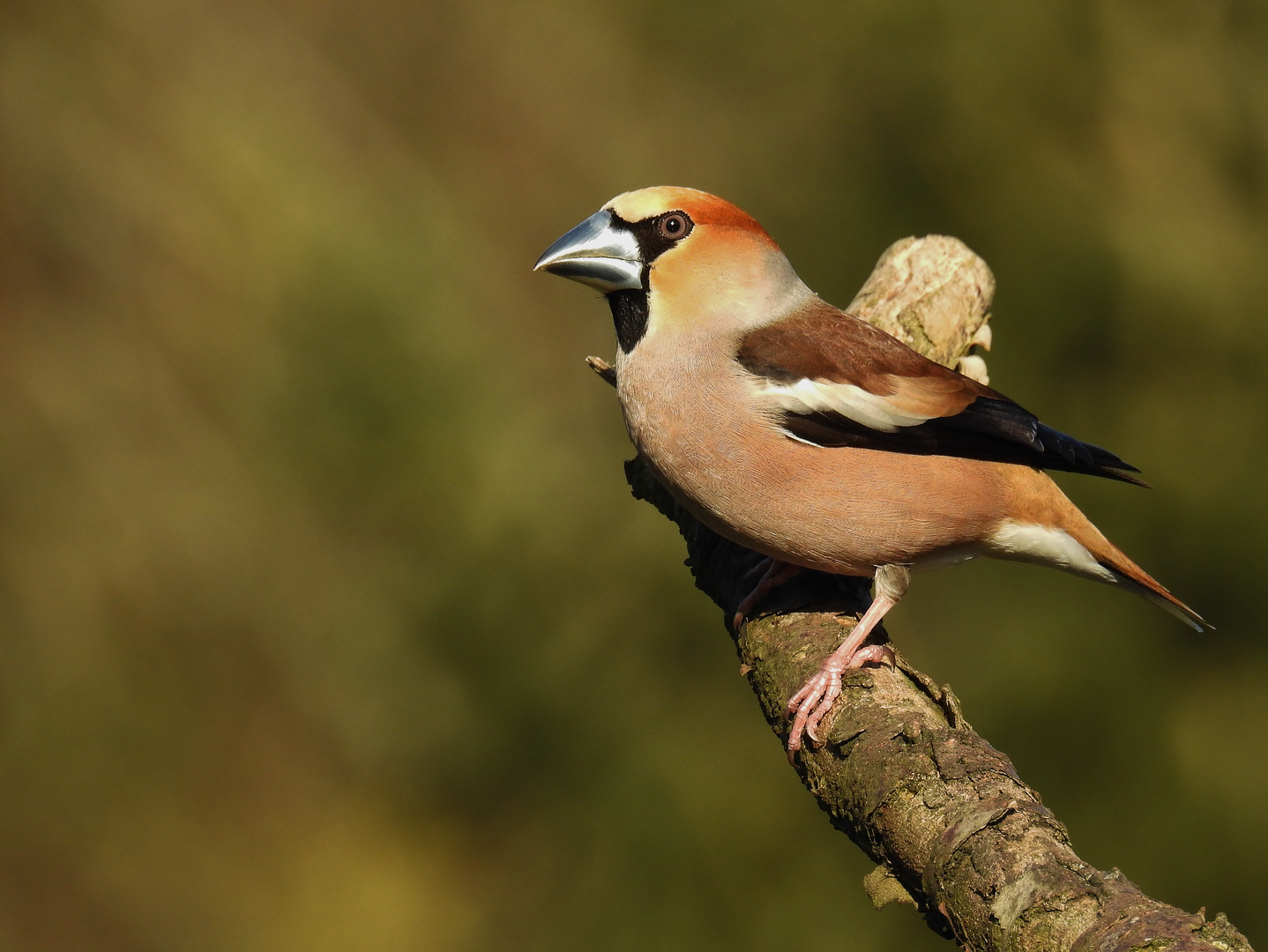 Kernbeisser..... Foto & Bild | tiere, wildlife, wild lebende vögel ...