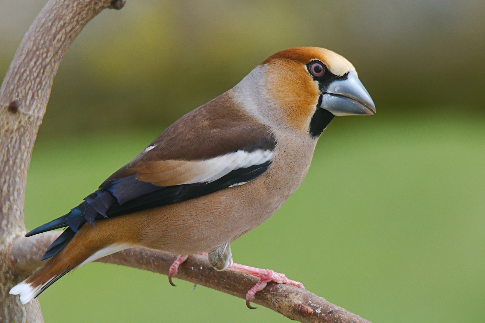 Kernbeißer.... Foto & Bild | fotos, nature, outdoor Bilder auf ...