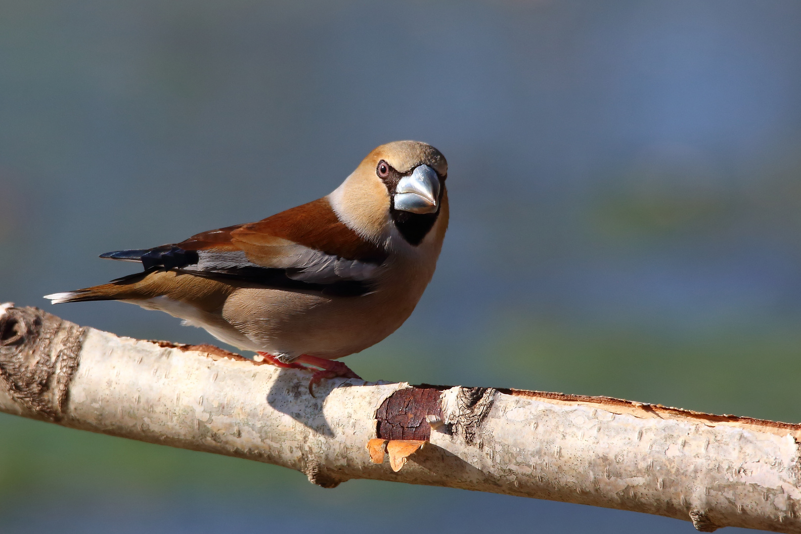 Kernbeisser Foto & Bild | frühling, natur, tiere Bilder auf fotocommunity