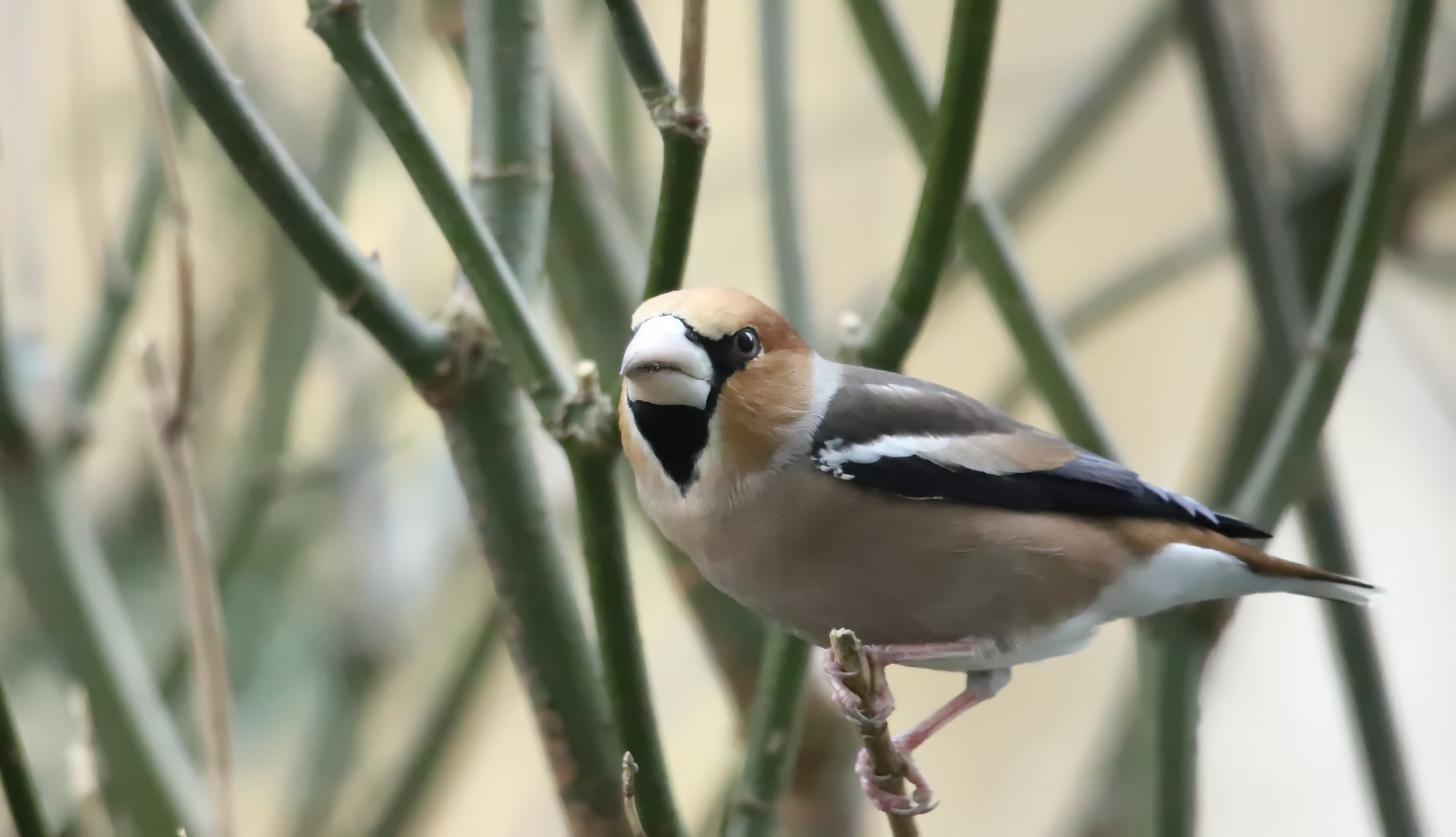 Kernbeisser Foto & Bild | natur, tiere, wildlife Bilder auf fotocommunity