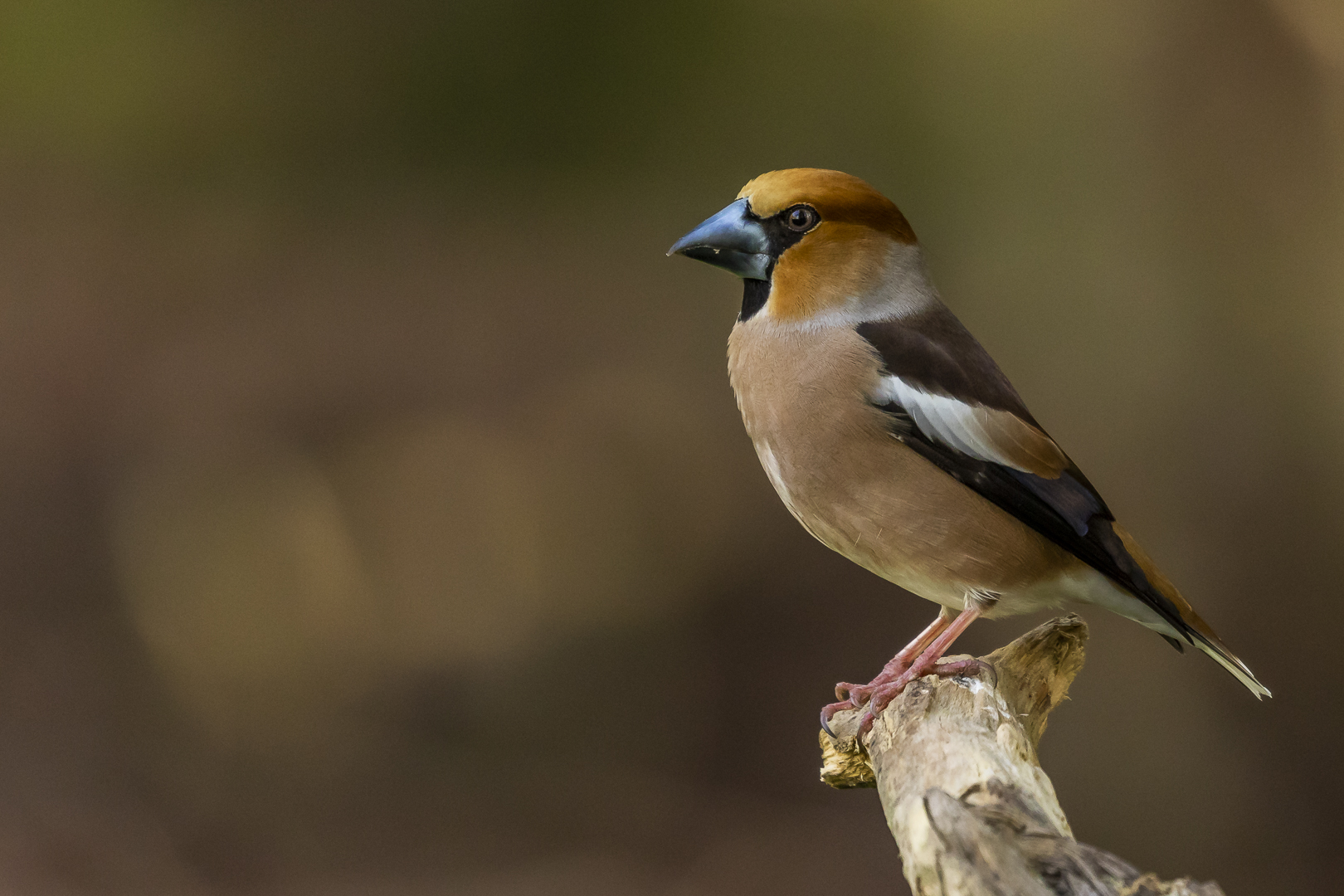 Kernbeißer Foto & Bild | natur, germany, tiere Bilder auf fotocommunity