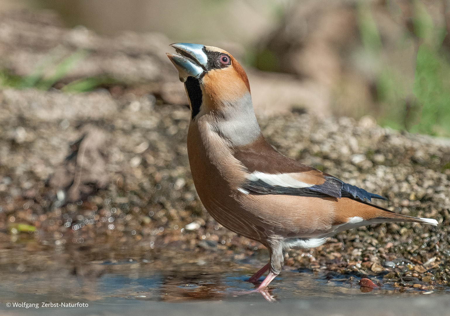 --Kernbeißer -- Foto & Bild | fotos, natur, tiere Bilder auf fotocommunity