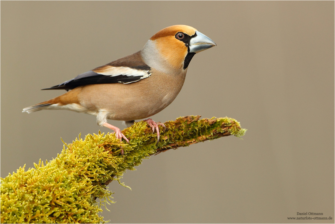 * Kernbeißer * Foto & Bild | tiere, wildlife, wild lebende vögel Bilder ...