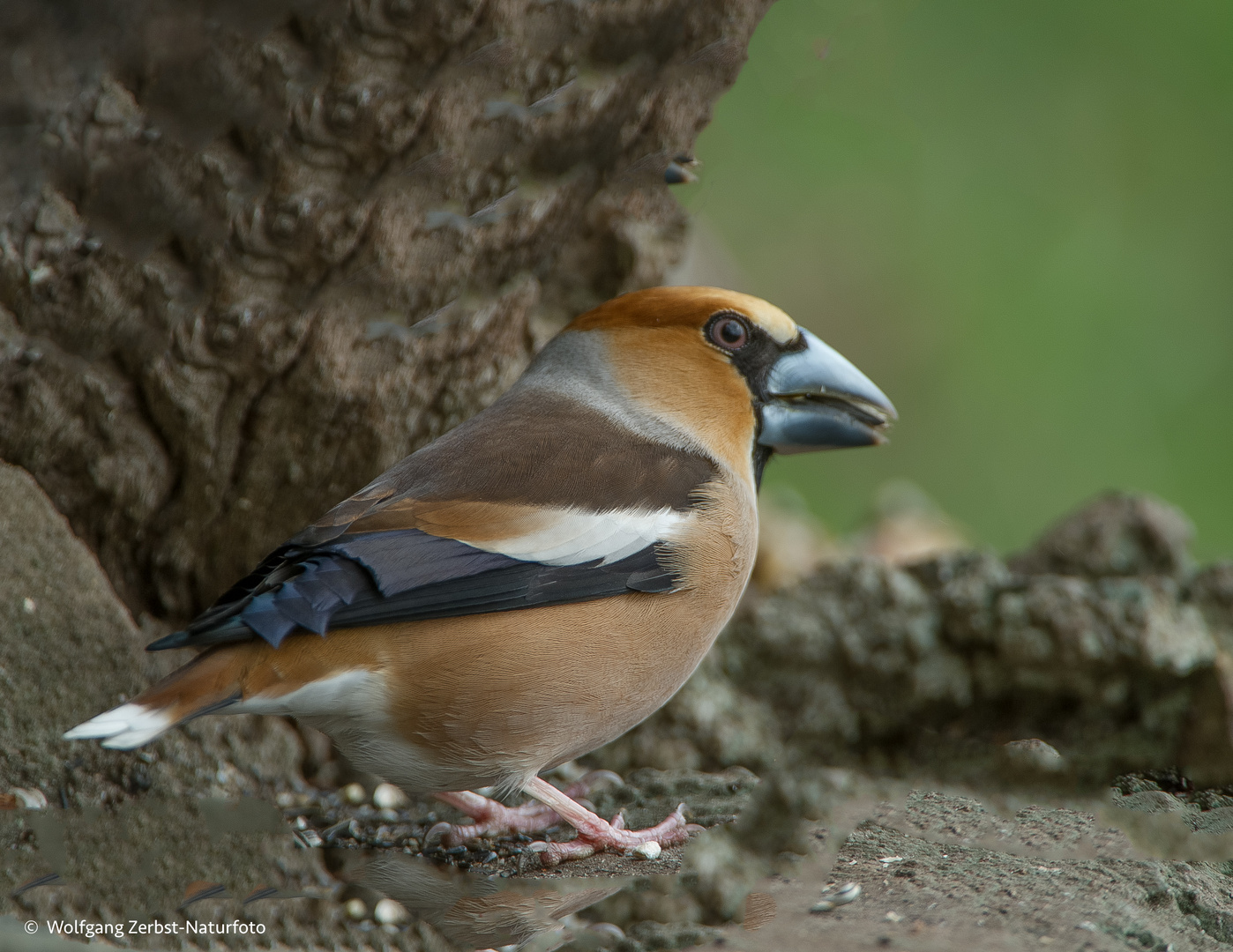 -- Kernbeißer -- Foto & Bild | fotos, natur, tiere Bilder auf fotocommunity