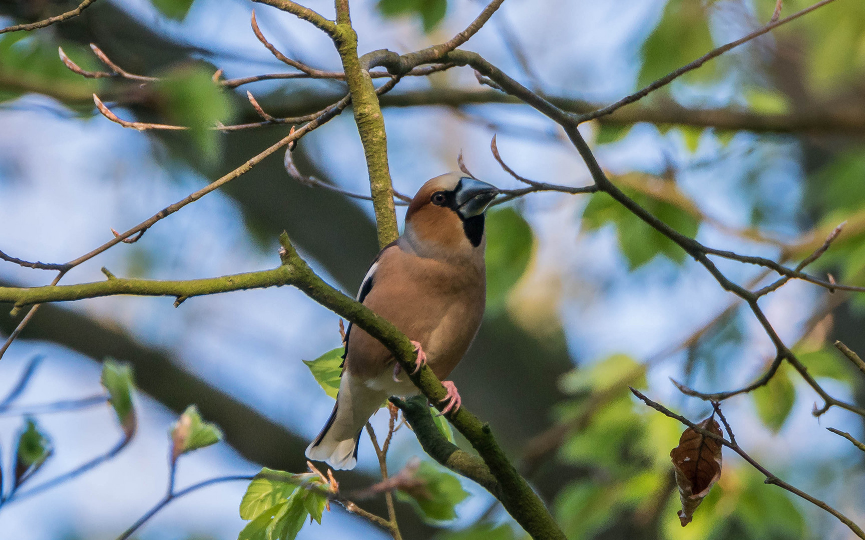 Kernbeißer Foto & Bild | tiere, wildlife, wild lebende vögel Bilder auf ...