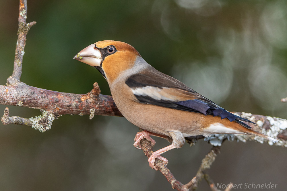 Kernbeisser Foto & Bild | tiere, wildlife, wild lebende vögel Bilder ...