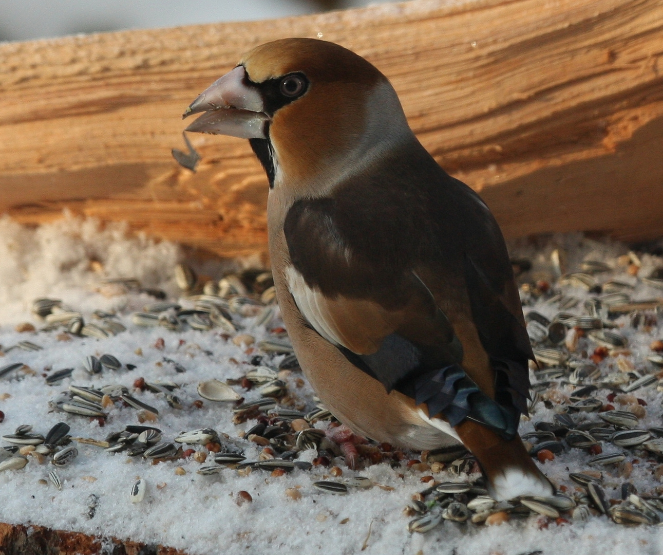 Kernbeißer Foto & Bild | tiere, wildlife, wild lebende vögel Bilder auf ...