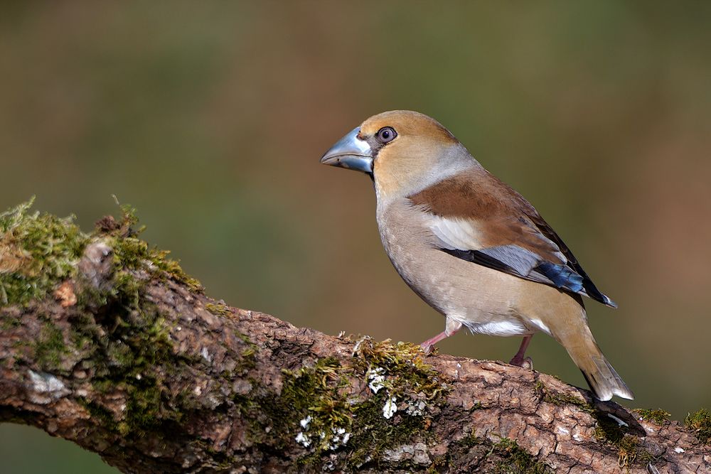 Kernbeißer (Coccothraustes coccothraustes) Foto & Bild | natur, tiere ... Kernbeißer (Coccothraustes coccothraustes) Foto & Bild | natur, tiere ...