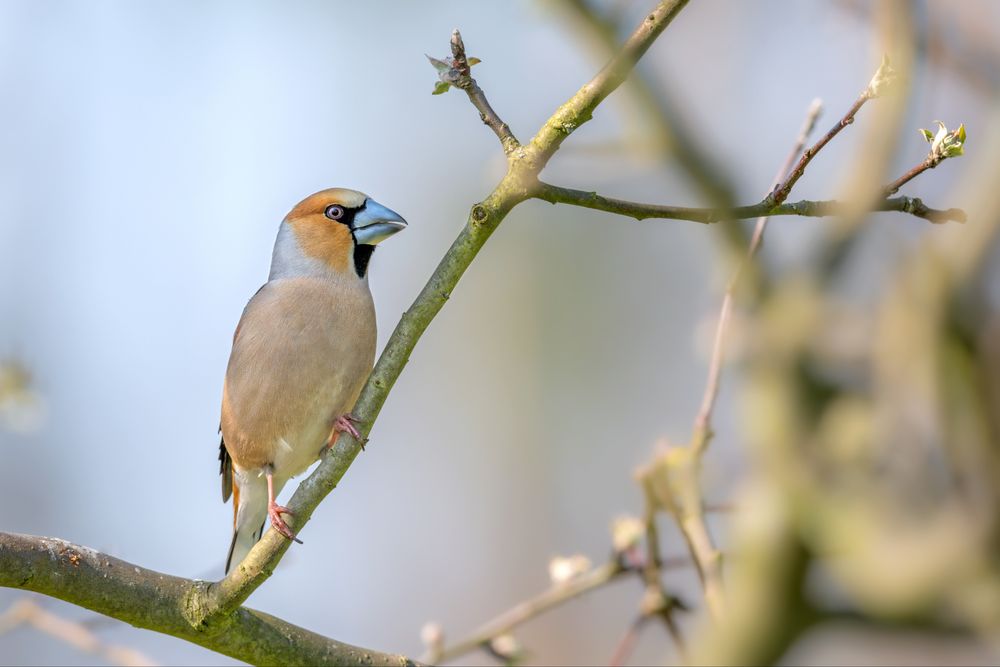 Kernbeißer (Coccothraustes coccothraustes) Foto & Bild | brandenburg ... Kernbeißer (Coccothraustes coccothraustes) Foto & Bild | brandenburg ...