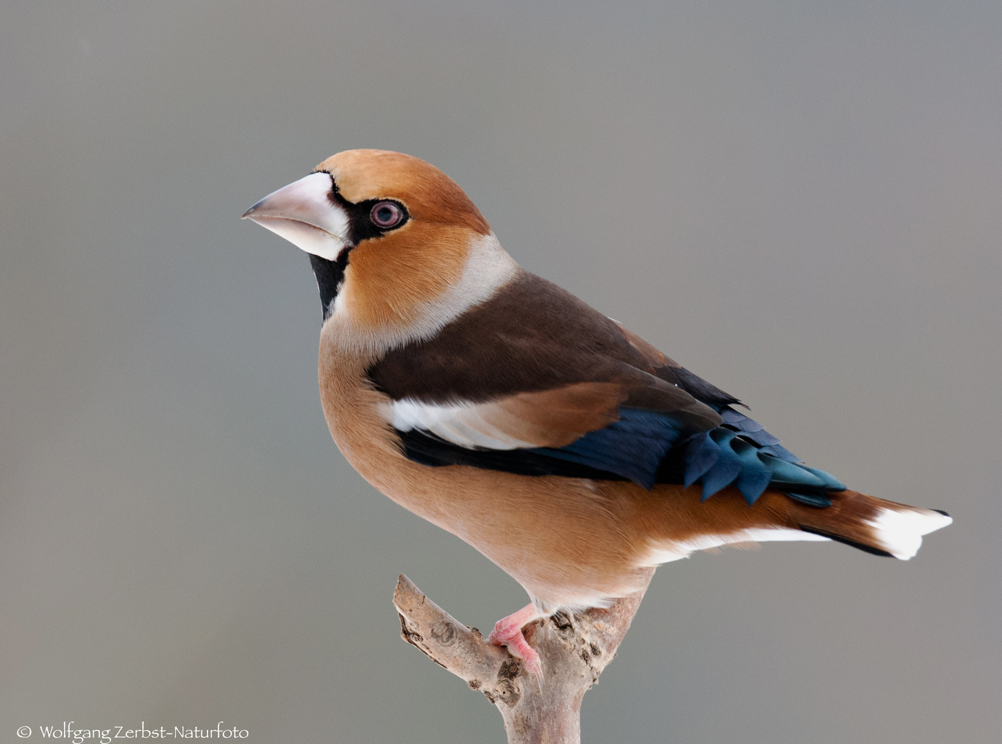 - KERNBEIßER - ( Coccothraustes coccothraustes ) Foto & Bild | fotos ...