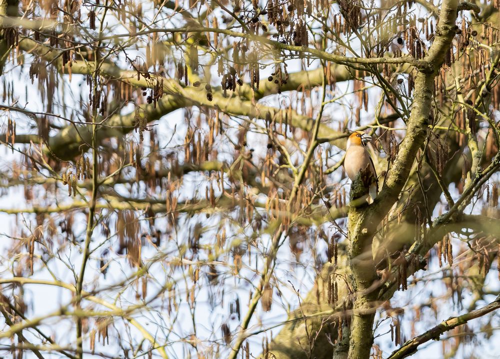Kernbeißer (Coccothraustes coccothraustes) Foto & Bild | fotos, natur ... Kernbeißer (Coccothraustes coccothraustes) Foto & Bild | fotos, natur ...