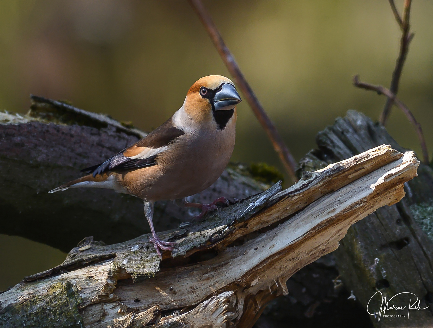 Kernbeißer Foto & Bild | tiere, wildlife, wild lebende vögel Bilder auf ...