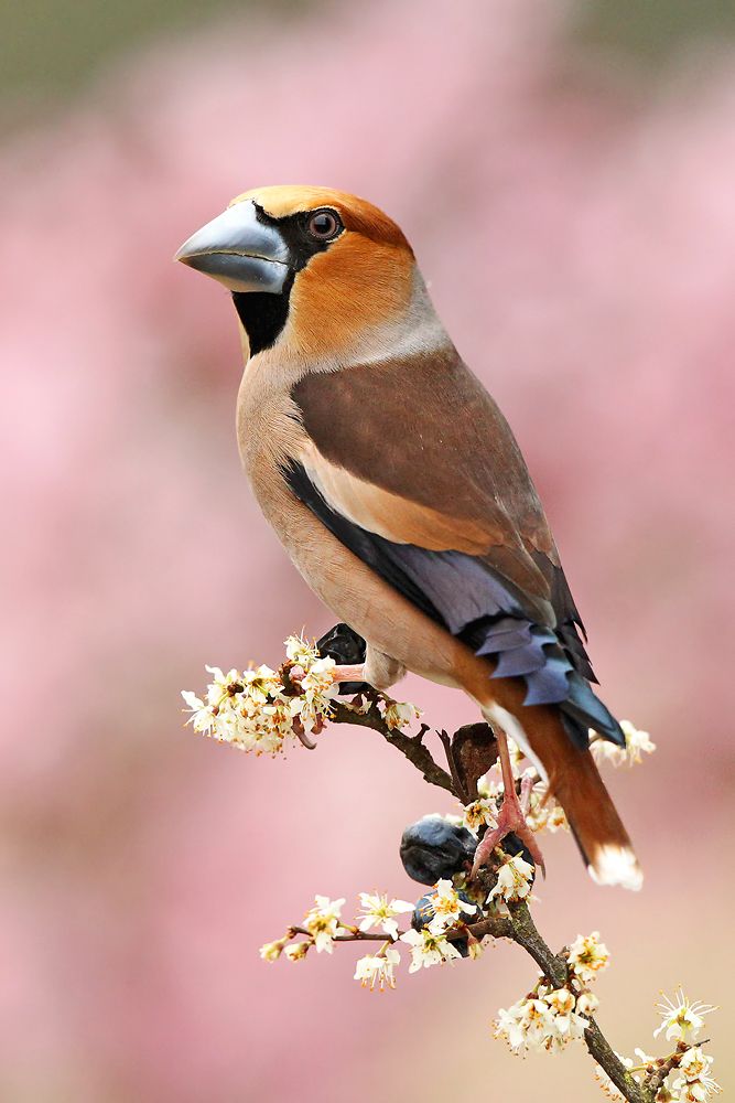 KERNBEISSER Foto & Bild | tiere, wildlife, wild lebende vögel Bilder ...