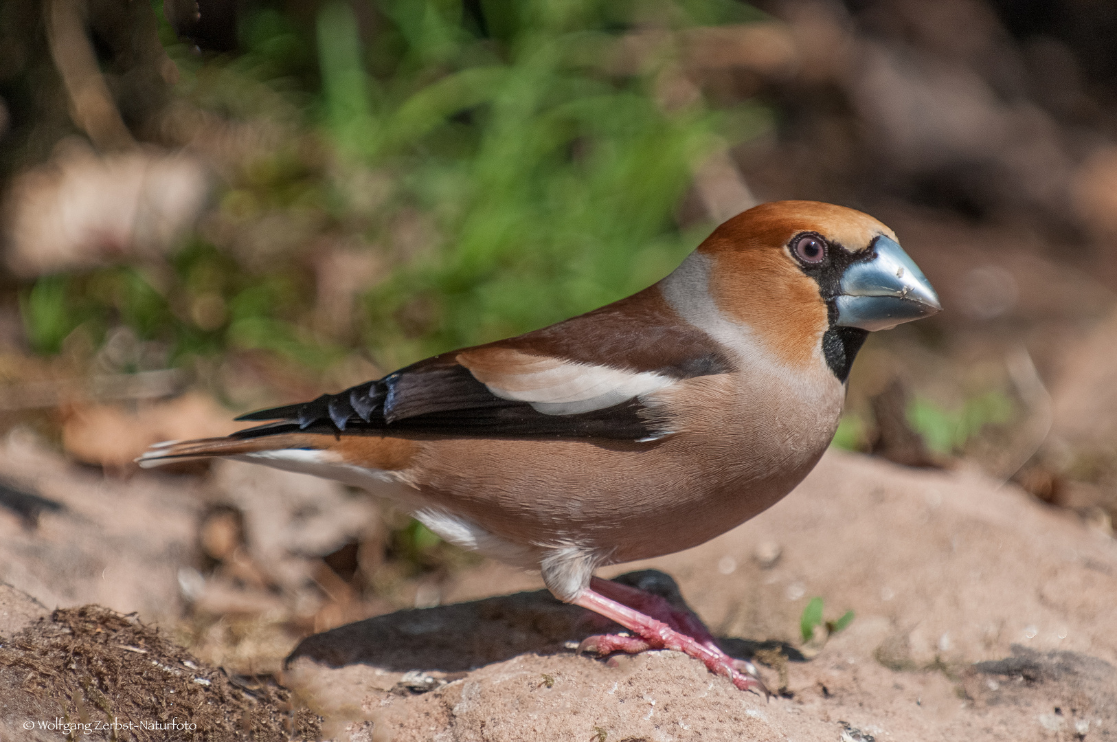 -- Kernbeißer -- Foto & Bild | fotos, world, natur Bilder auf fotocommunity