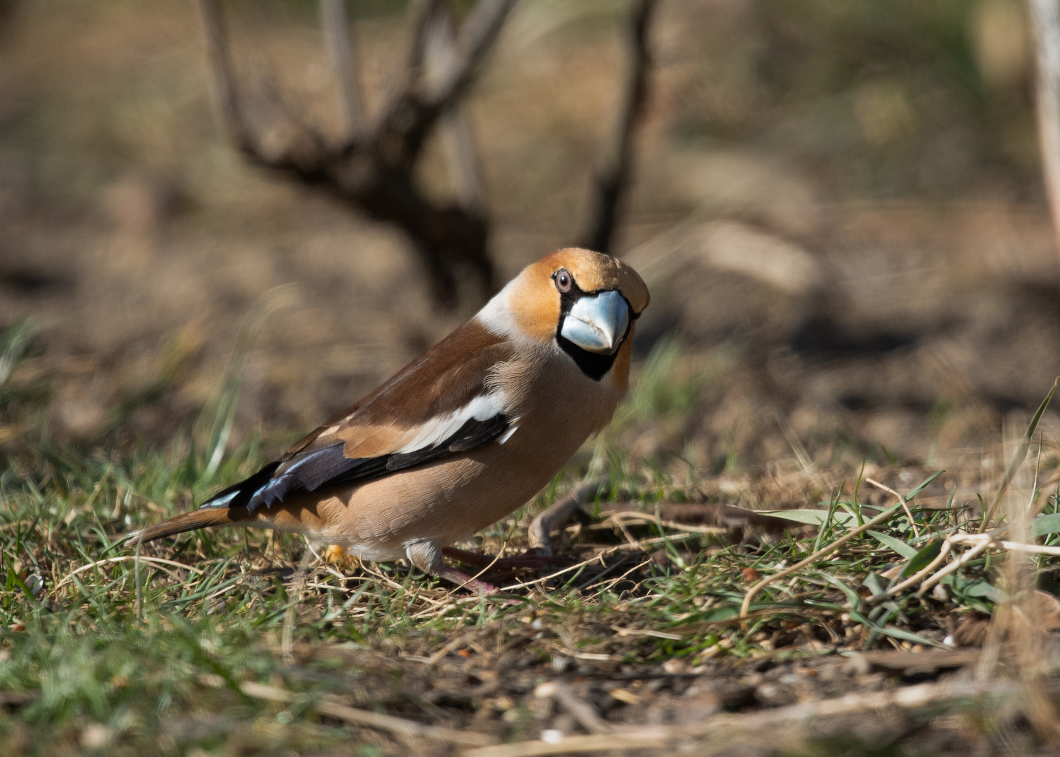 Kernbeisser Foto & Bild | natur, tiere, vögel Bilder auf fotocommunity