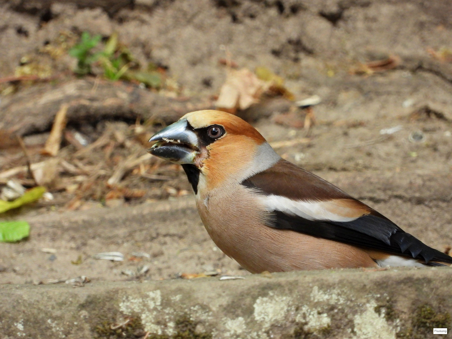 Kernbeißer ..... Foto & Bild | tiere, wildlife, wild lebende vögel ...