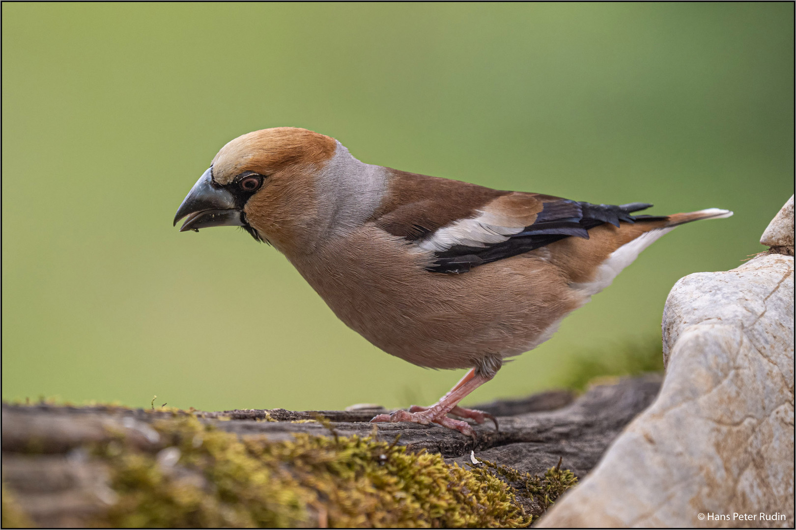 Kernbeisser Foto & Bild | tiere, wildlife, wild lebende vögel Bilder ...