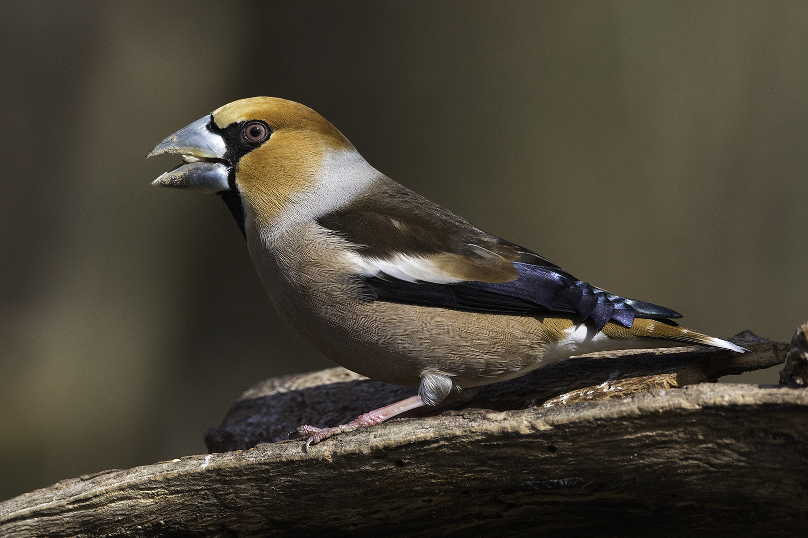 Kernbeisser-Männchen Foto & Bild | natur, tiere, vögel Bilder auf ...