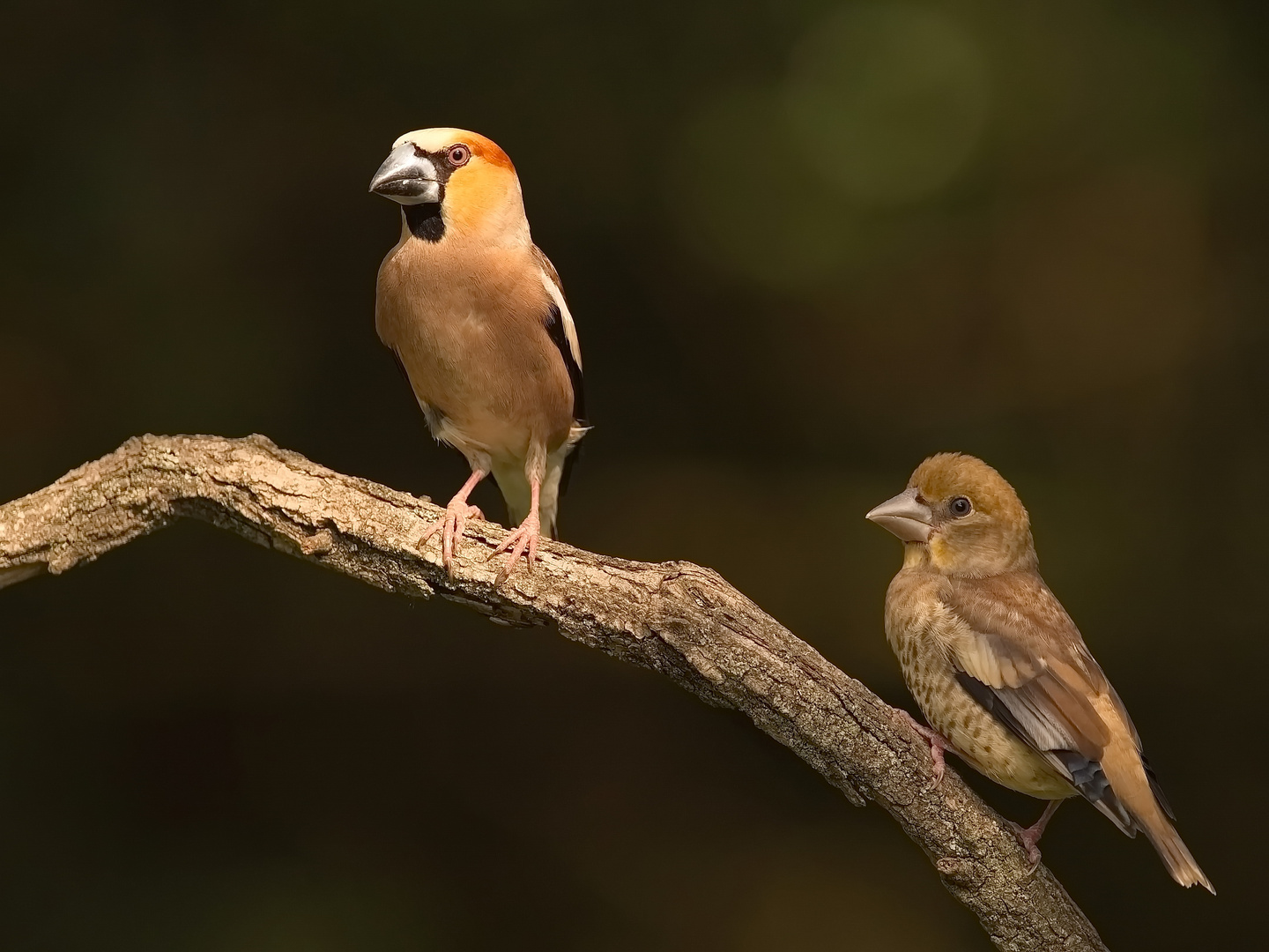 Kernbeisser mit Anhang Foto & Bild | natur, männchen, tiere Bilder auf ...
