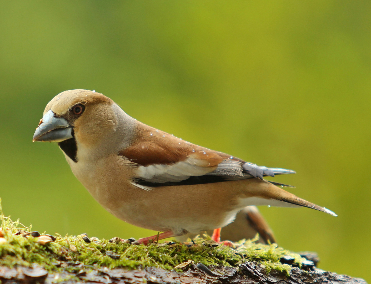 Kernbeißer Weibchen Foto & Bild | tiere, wildlife, wild lebende vögel ...