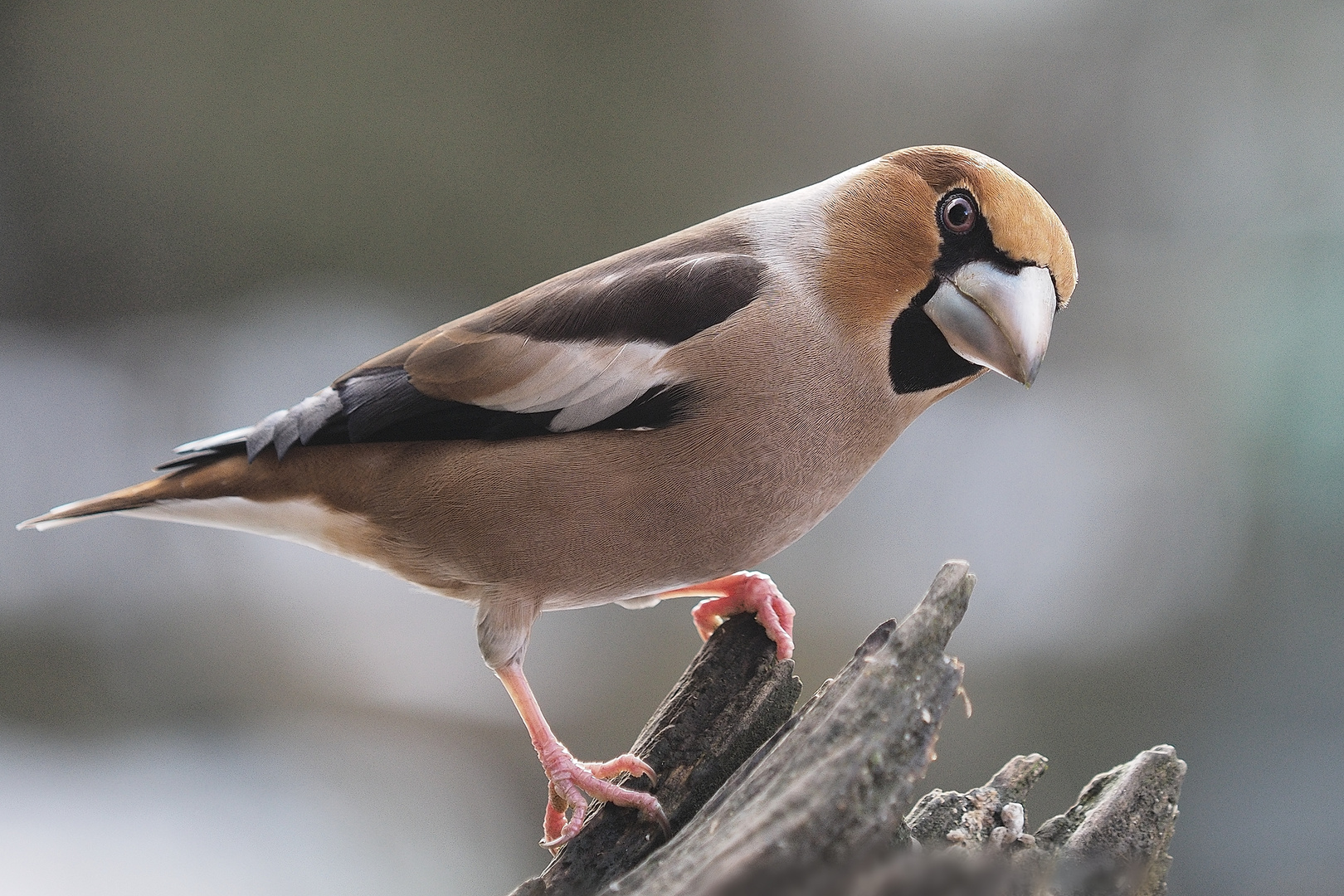 Kernbeisser_7801 Foto & Bild | tiere, wildlife, wild lebende vögel ...