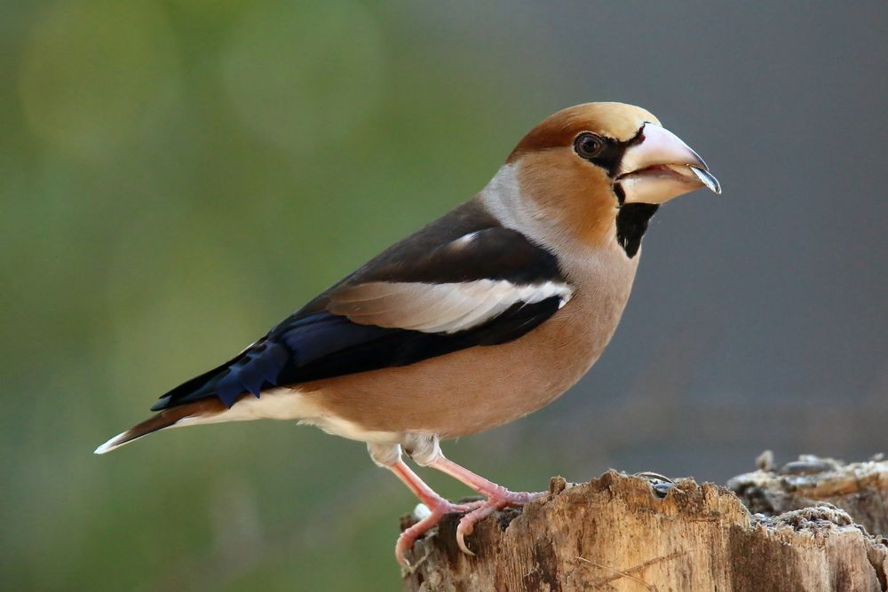 Kerne knacken Foto & Bild | tiere, wildlife, natur Bilder auf fotocommunity