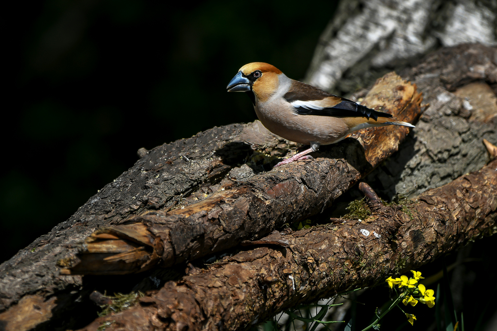 Kernie Foto & Bild | tiere, wildlife, wild lebende vögel Bilder auf ...