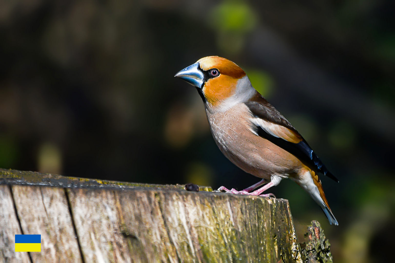 Kernie Foto & Bild | tiere, wildlife, wild lebende vögel Bilder auf ...