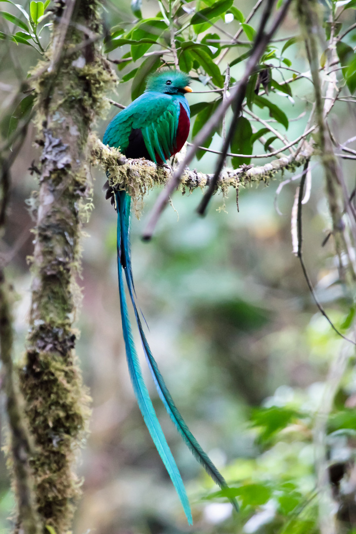 Ketzal Foto & Bild | natur, tiere, wildlife Bilder auf fotocommunity