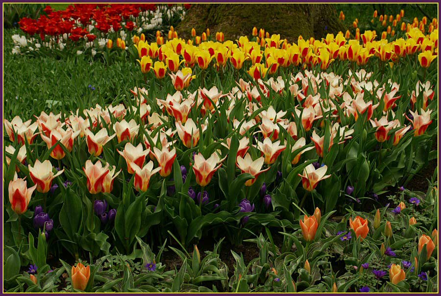 Keukenhof - Tulpenhof Foto & Bild | europe, benelux, netherlands Bilder auf fotocommunity