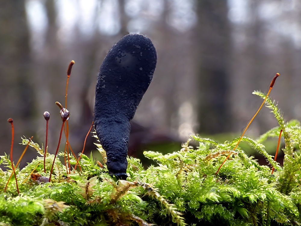 Keule zum Jahresanfang Foto & Bild | pflanzen, pilze & flechten, pilze ...