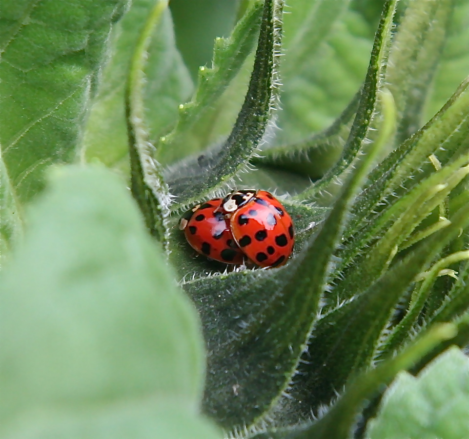 kever Foto & Bild | tiere, tierfreundschaften, natur Bilder auf ...