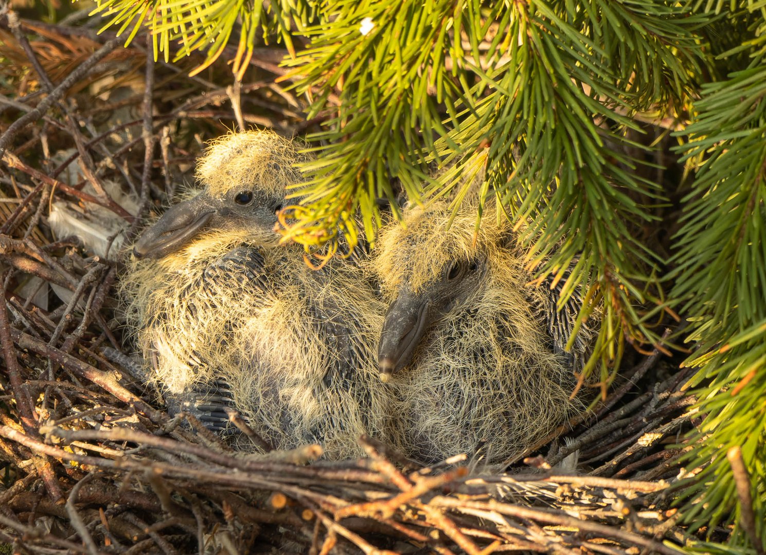 Kevin und Kevin"inchen" Foto & Bild | natur, tiere, wildlife Bilder auf ...