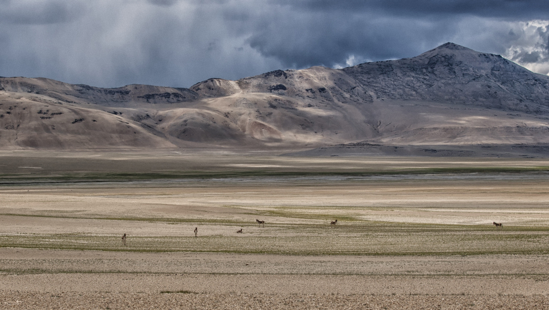 KIANG Foto & Bild | asia, india, south asia Bilder auf fotocommunity