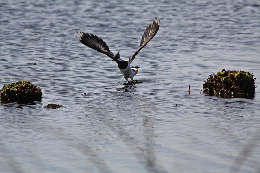 Kibitz Foto & Bild | tiere, wildlife, wild lebende vögel Bilder auf ...