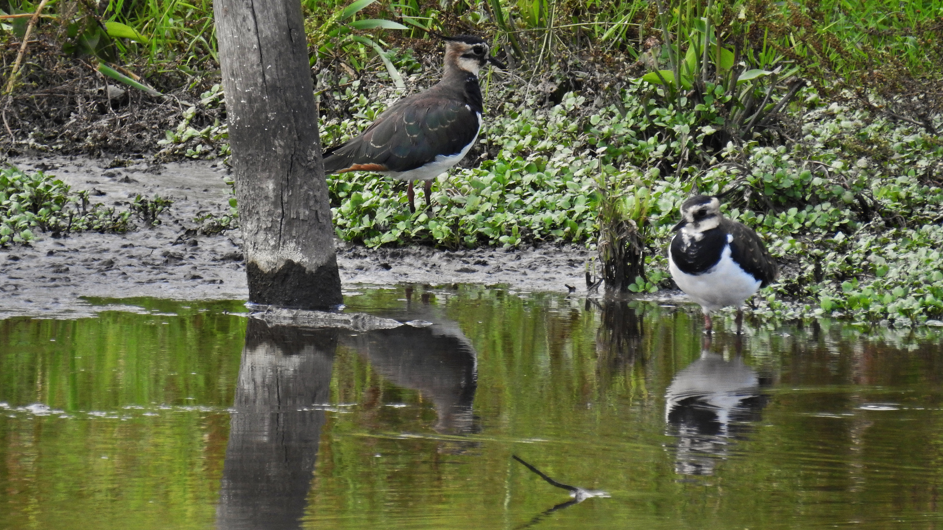 Kibitz 2 Foto & Bild | tiere, wildlife, wild lebende vögel Bilder auf ...