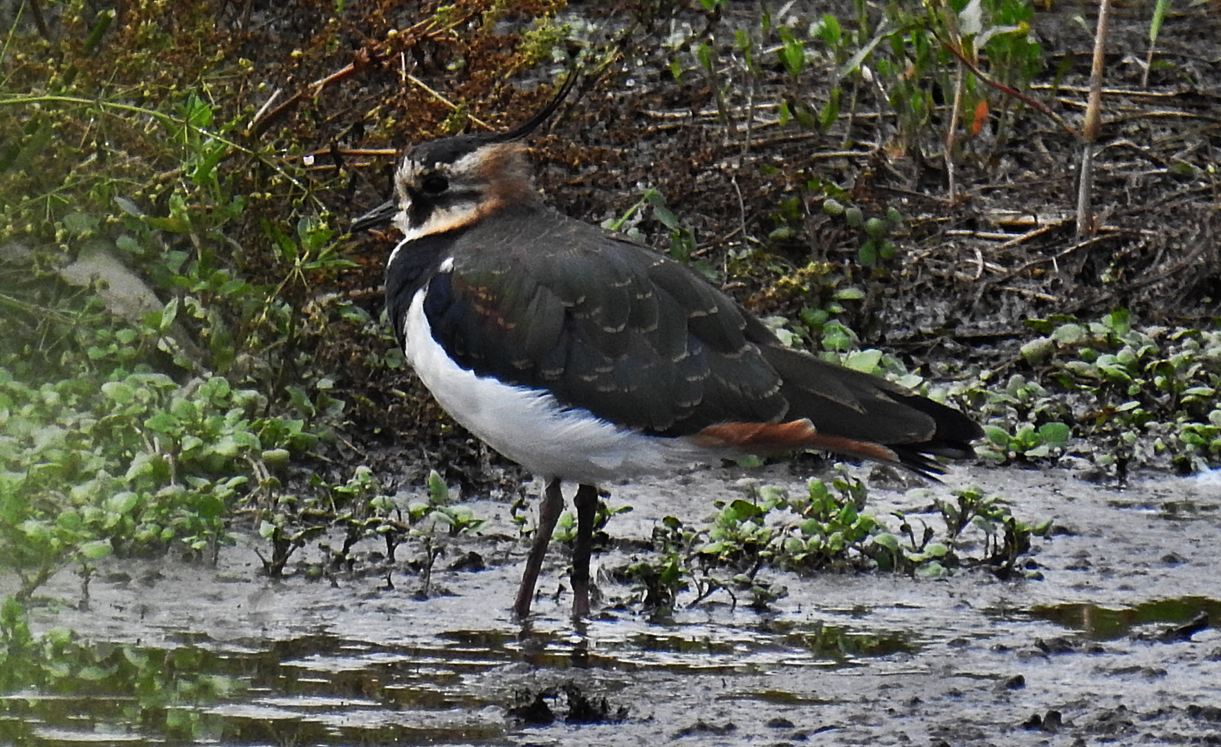 Kibitz 3 Foto & Bild | tiere, wildlife, wild lebende vögel Bilder auf ...