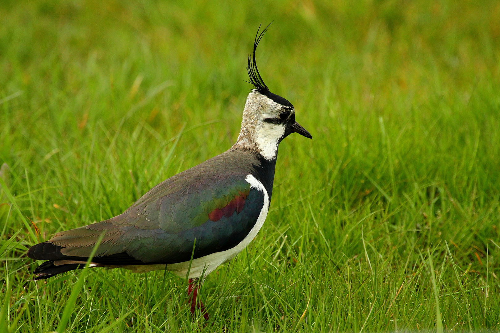 Kibitz Foto & Bild | tiere, wildlife, wild lebende vögel Bilder auf ...
