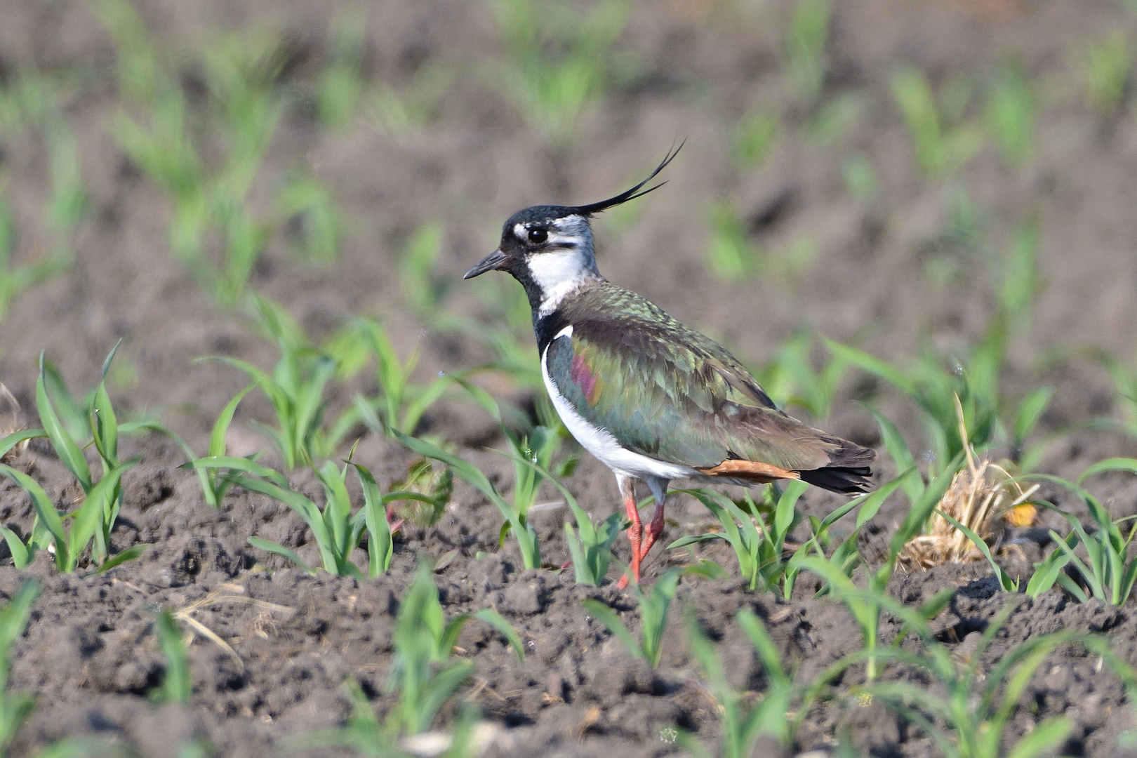 Kibitz Foto & Bild | tiere, wildlife, wild lebende vögel Bilder auf ...