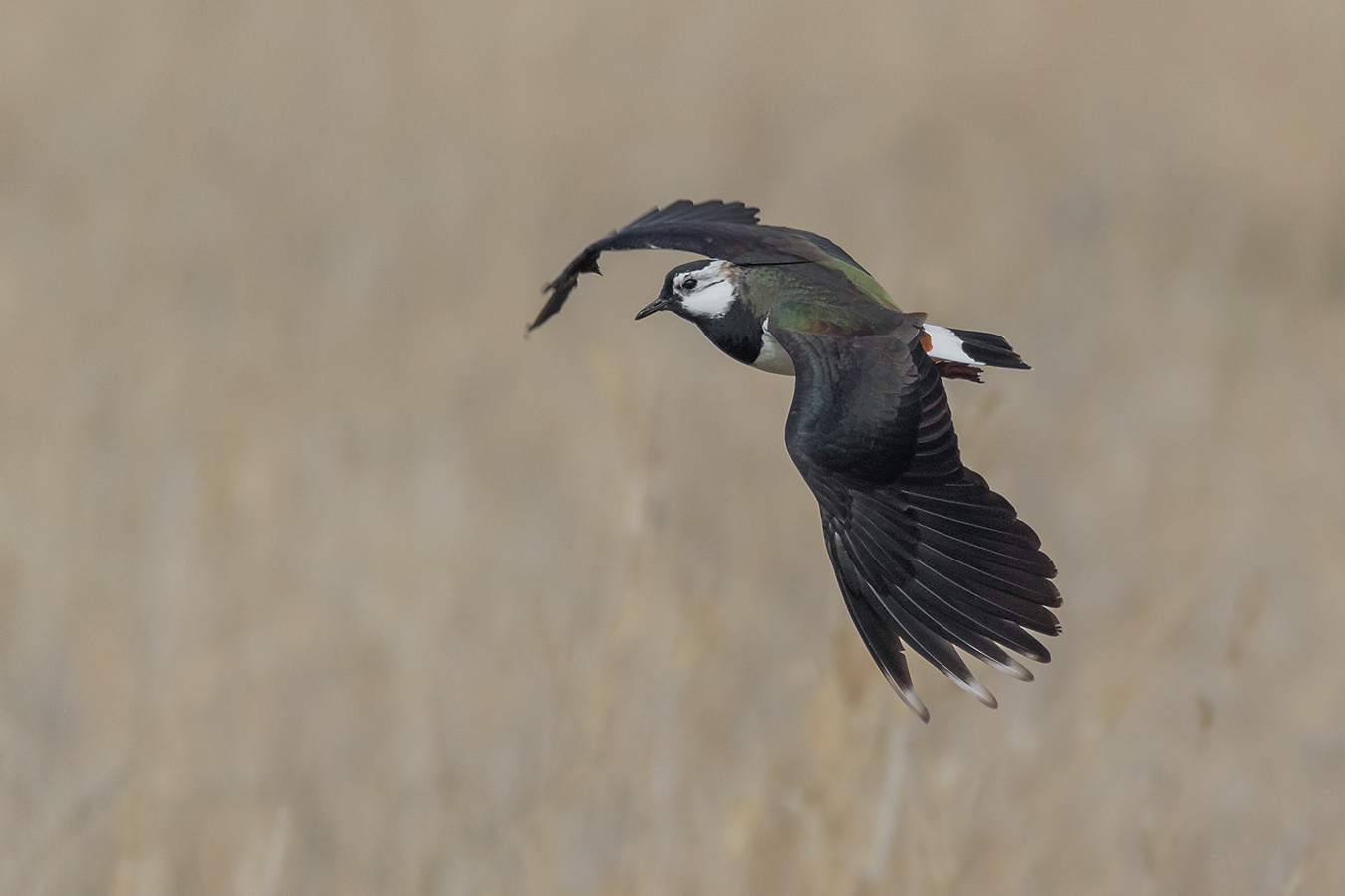 Kibitz Foto & Bild | europe, Österreich, tiere Bilder auf fotocommunity