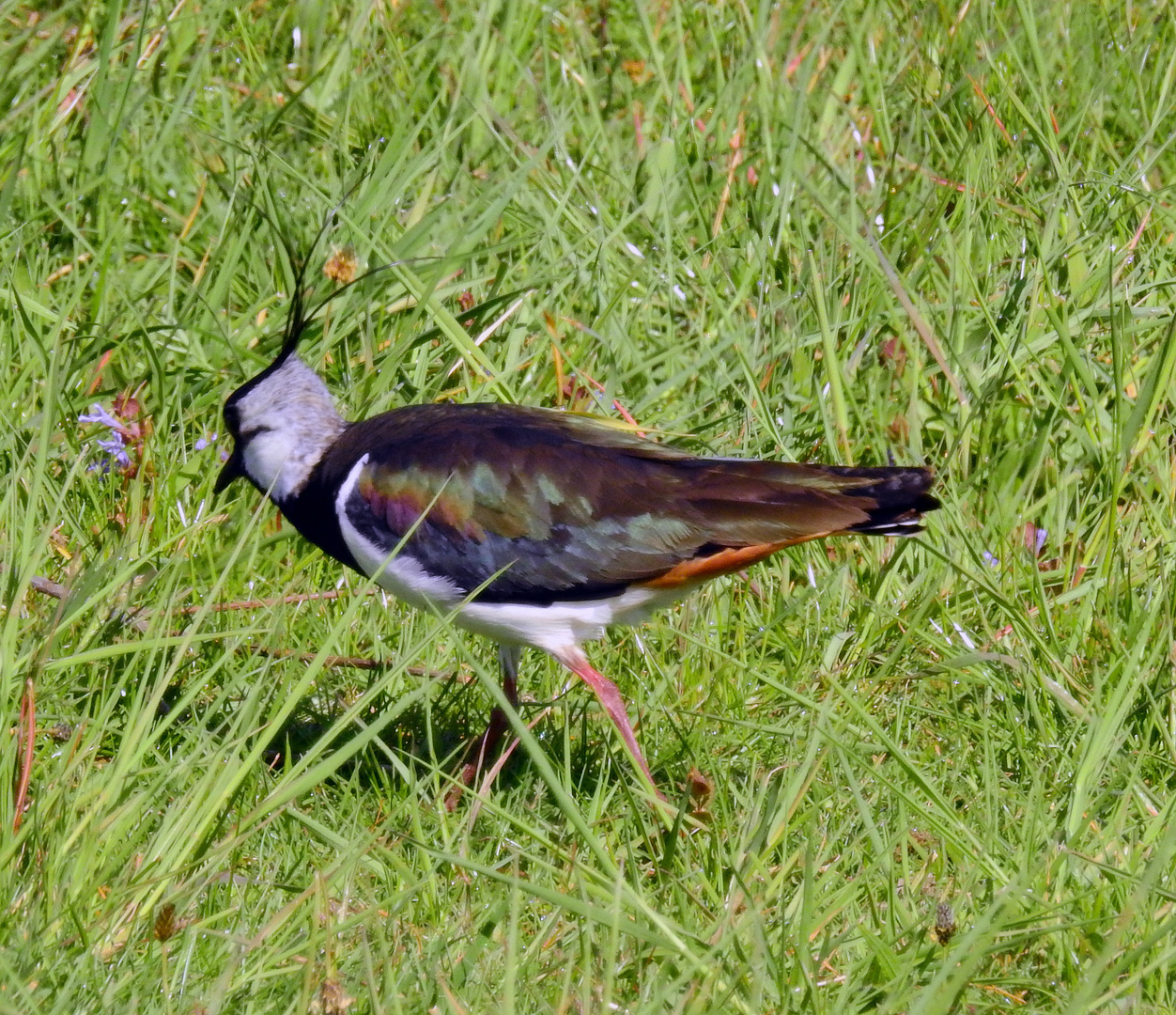 Kibitz Foto & Bild | tiere, wildlife, wild lebende vögel Bilder auf ...