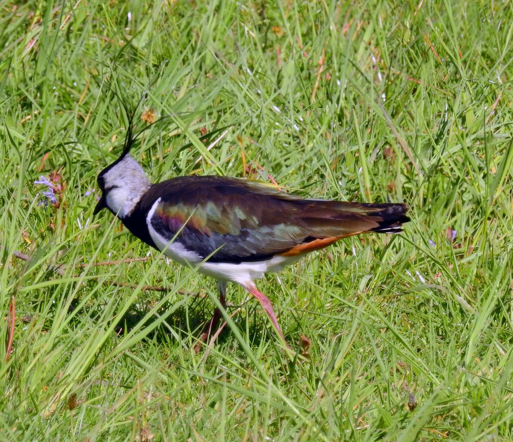 Kibitz Foto & Bild | tiere, wildlife, wild lebende vögel Bilder auf ...