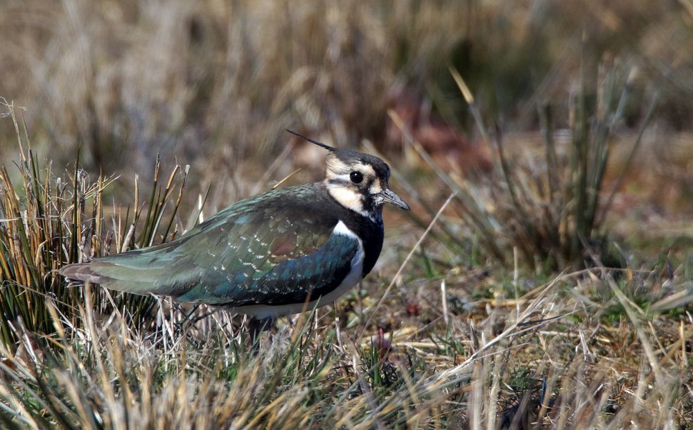 Kibitz Foto & Bild | tiere, wildlife, vögel Bilder auf fotocommunity