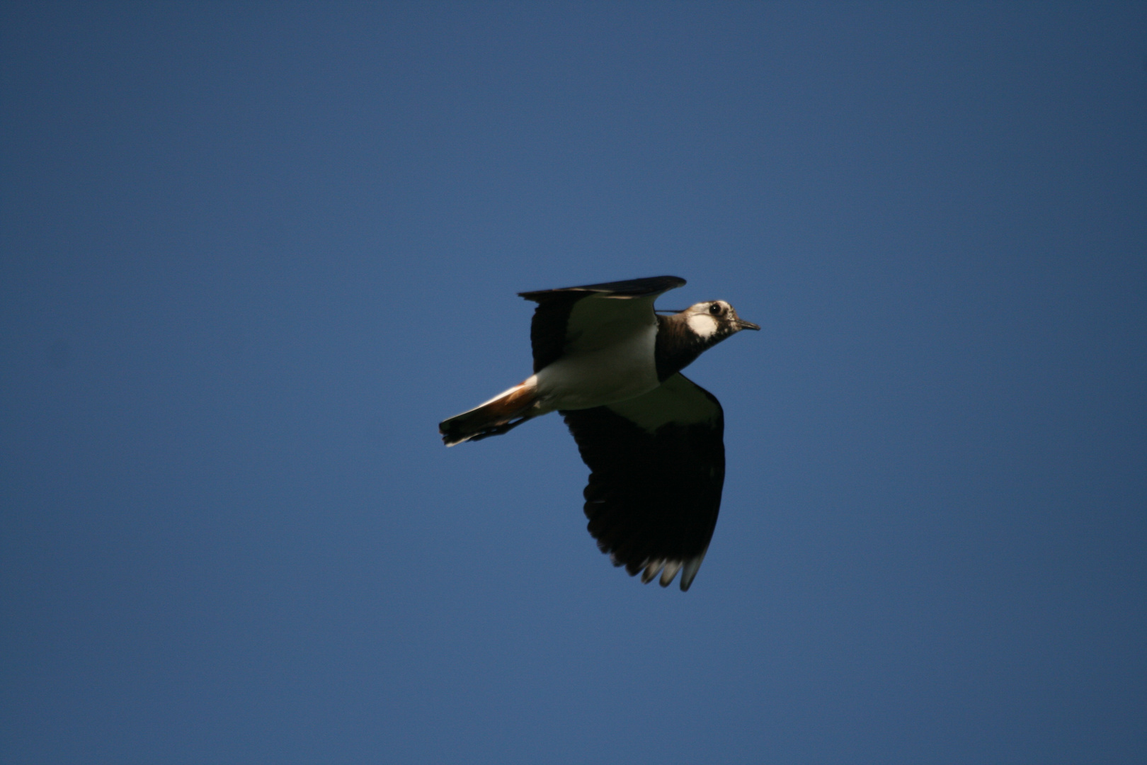 Kibitz Foto & Bild | tiere, wildlife, wild lebende vögel Bilder auf ...