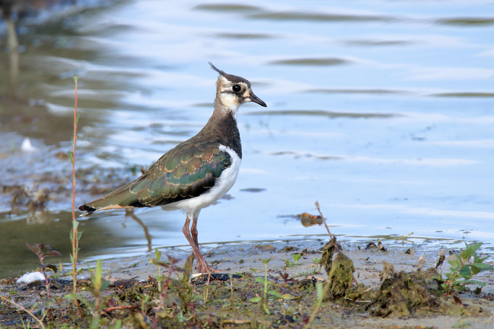 Kibitz Foto & Bild | natur, tiere, wildlife Bilder auf fotocommunity