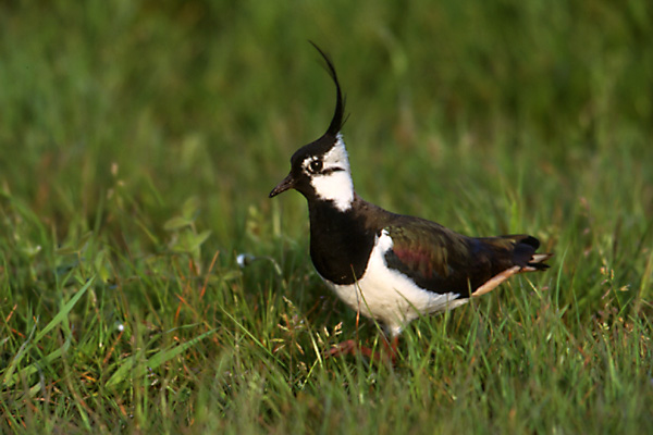 Kibitz Foto & Bild | tiere, natur Bilder auf fotocommunity