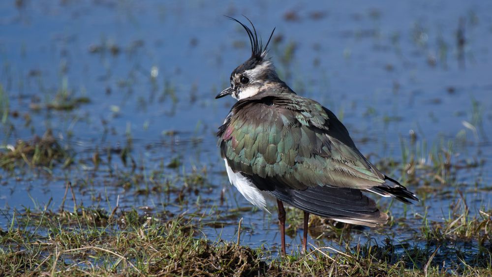 kibitz Foto & Bild | deutschland, europe, stillleben Bilder auf ...