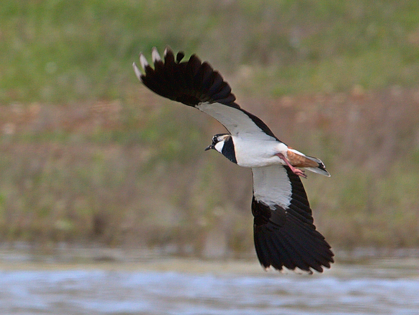 Kibitz im Sturzflug. Foto & Bild | tiere, wildlife, wild lebende vögel ...