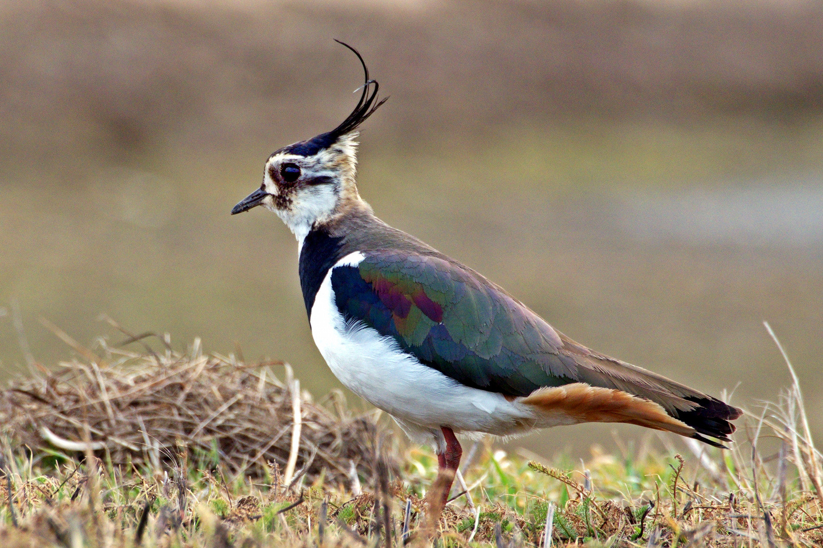 Kibitz (Vanellus vanellus) Foto & Bild | frühling, natur, tiere Bilder ...
