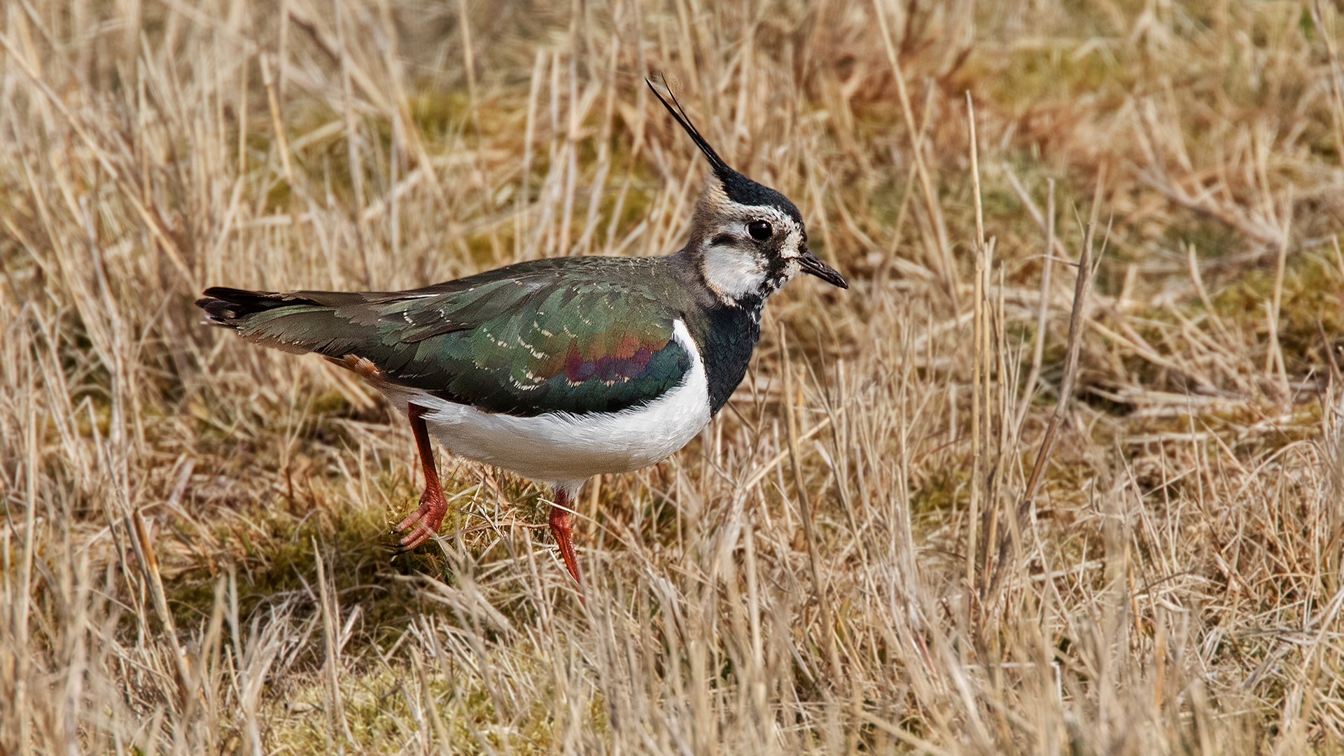 Kiebitz 001 Foto & Bild | deutschland, europe, schleswig- holstein ...